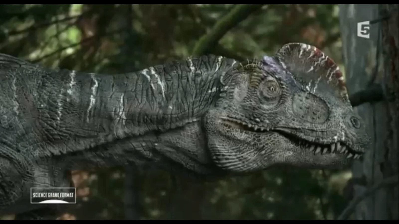 Sinosaurus | Dinosaur Alive Wiki | FANDOM powered by Wikia