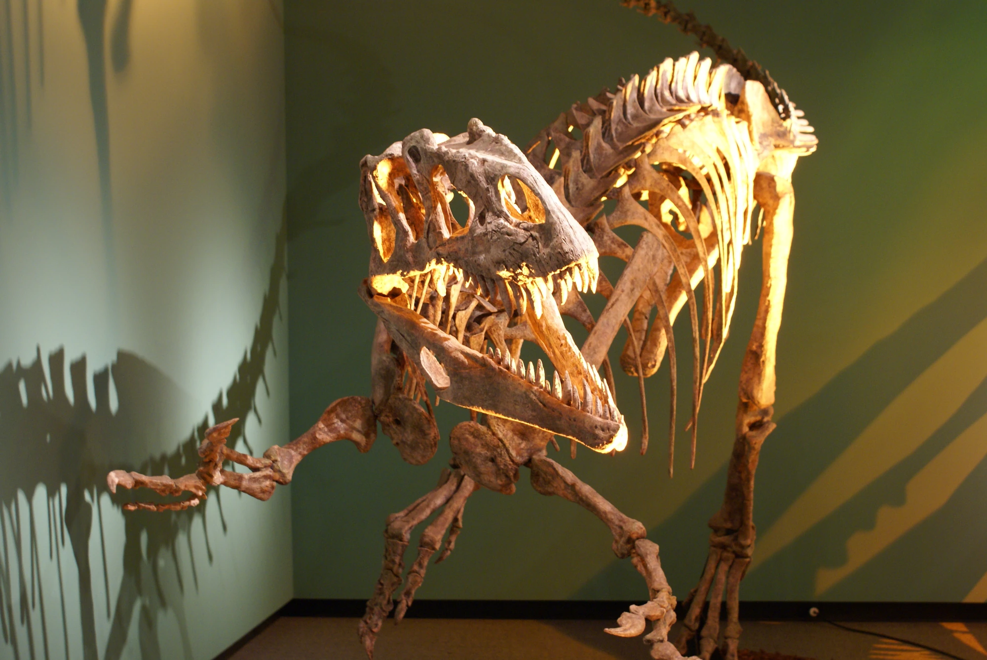 Megaraptor Skeleton