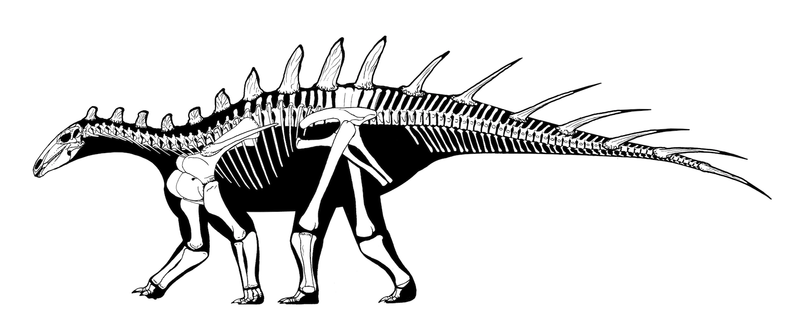 Image - Dacentrurus armatus skeleton.png | Dinosaur King | FANDOM ...