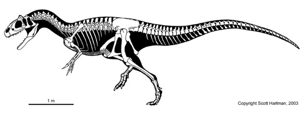 Image - Allosaurus skeleton.jpg | Dinosaur King | FANDOM powered by Wikia