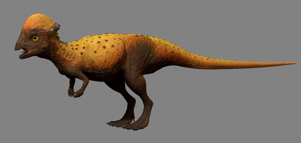 Pachycephalosaurus Dinosaur Revolution Wiki Fandom Powered By Wikia