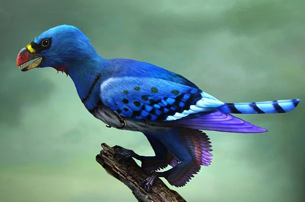 Sapeornis | Dinopedia | Fandom