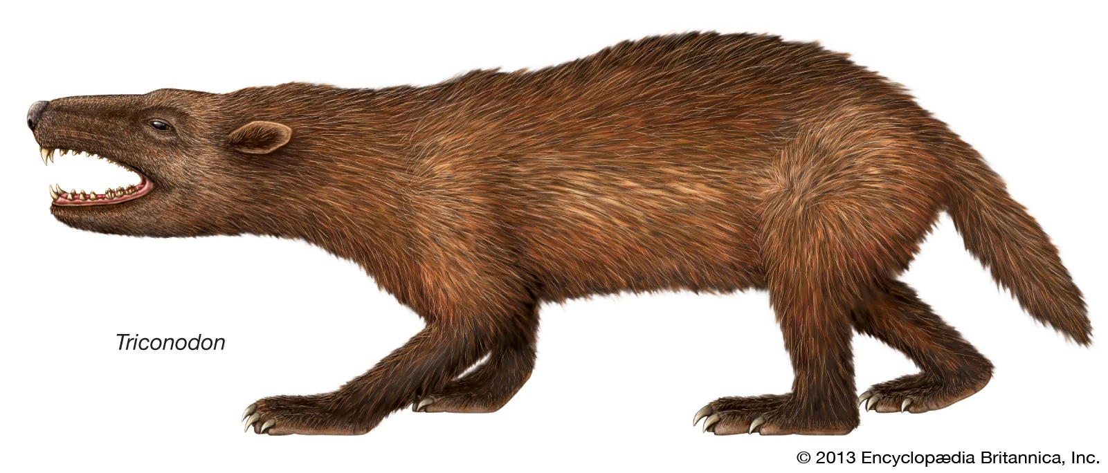 Triconodon | Dinopedia | Fandom