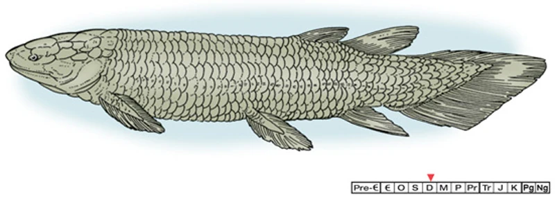 Dipterus | Dinopedia | Fandom