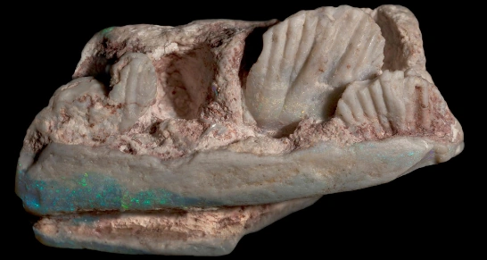 Weewarrasaurus | Dinopedia | Fandom