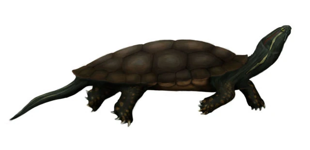 Glyptops | Dinopedia | Fandom