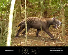 Thylacosmilus | Dinopedia | Fandom