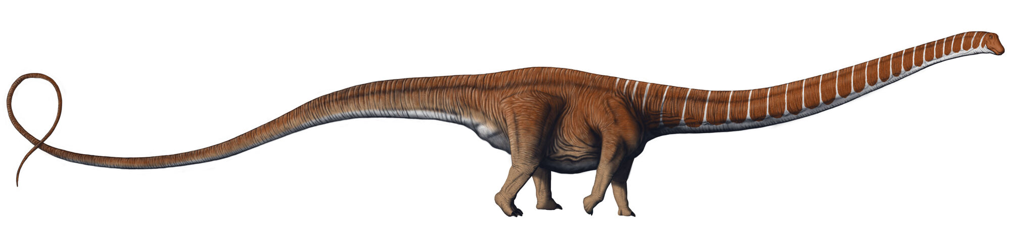 Barosaurus diplodocidae | Dinopedia | Fandom