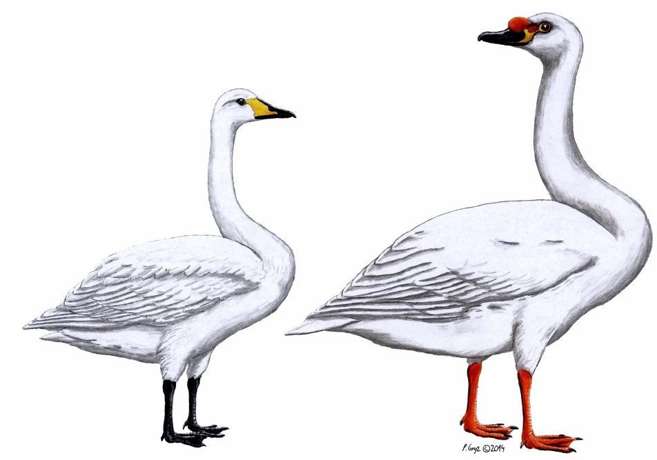 Cygnus falconeri | Dinopedia | Fandom