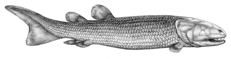 Laccognathus | Dinopedia | Fandom