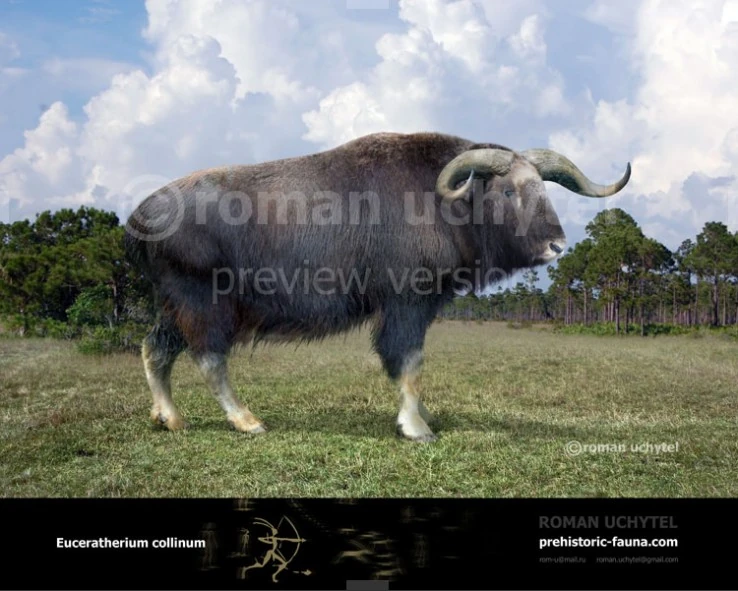 Euceratherium | Dinopedia | FANDOM powered by Wikia