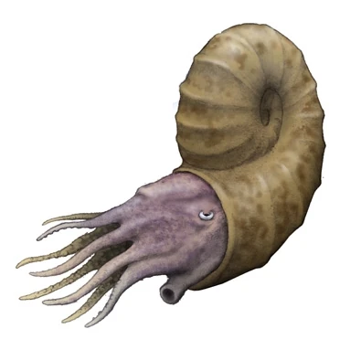 Parapuzosia | Dinopedia | Fandom