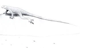 Bavarisaurus | Dinopedia | Fandom