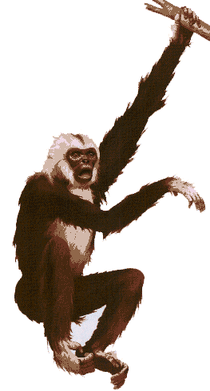 Pliopithecus | Dinopedia | FANDOM powered by Wikia