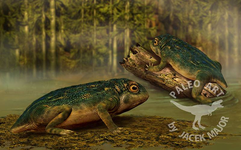 Category:Triassic amphibians | Dinopedia | FANDOM powered by Wikia Category:Triassic amphibians | Dinopedia | FANDOM powered by Wikia