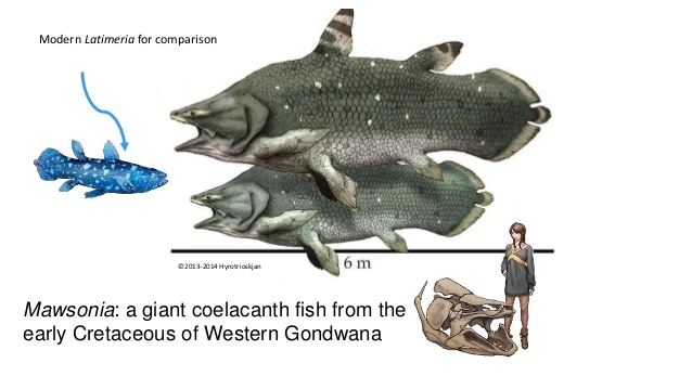Mawsonia | Dinopedia | Fandom