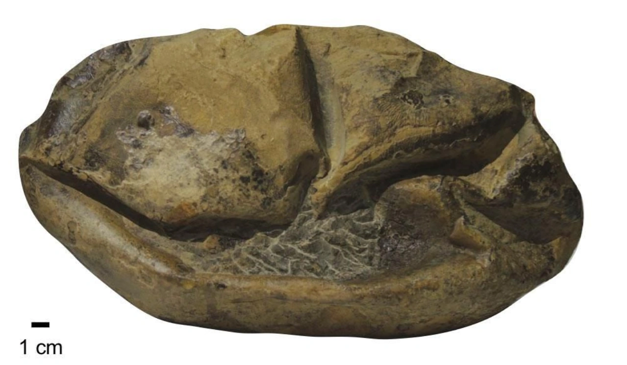 Antarcticoolithus | Dinopedia | Fandom