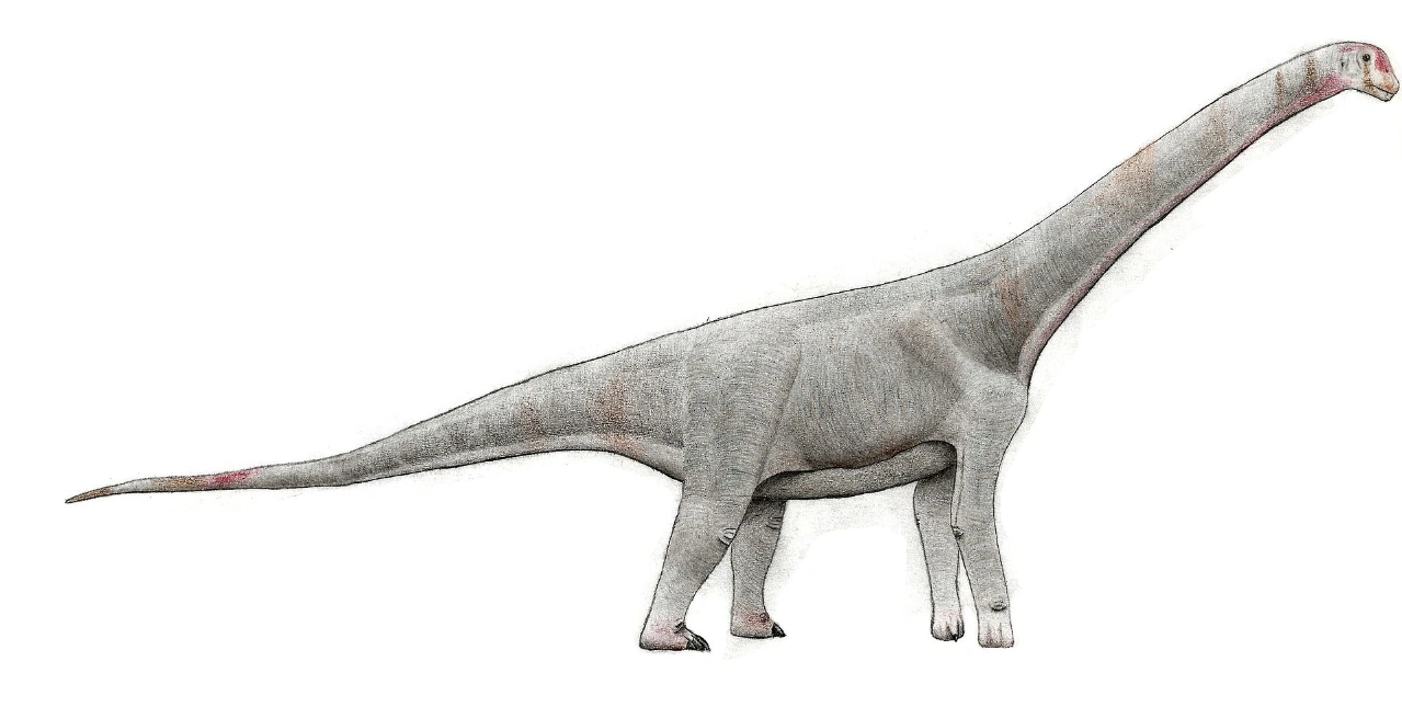 Chubutisaurus | Dinopedia | Fandom