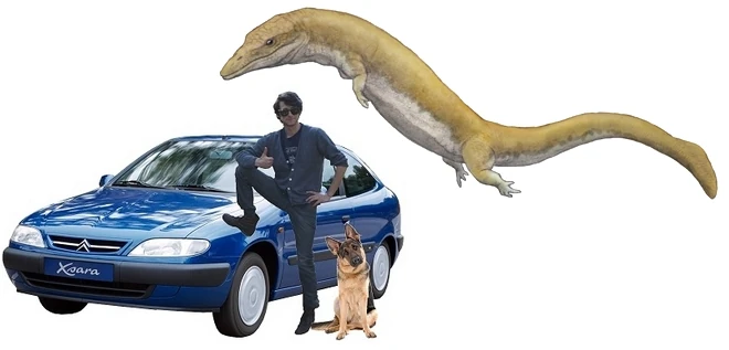 Pannoniasaurus | Dinopedia | Fandom