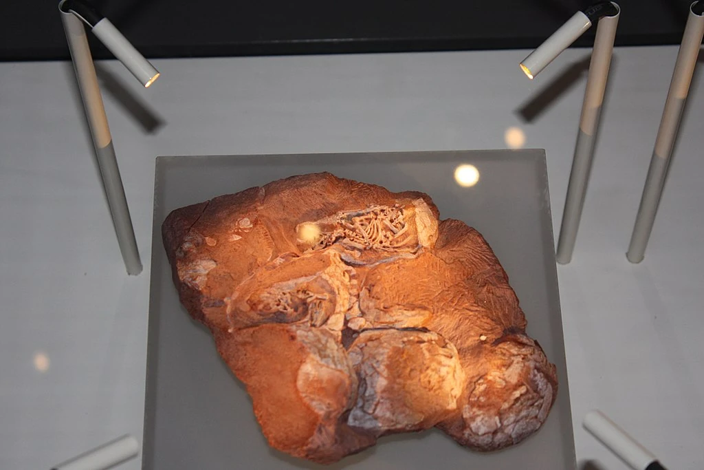 Aetonyx | Dinopedia | Fandom