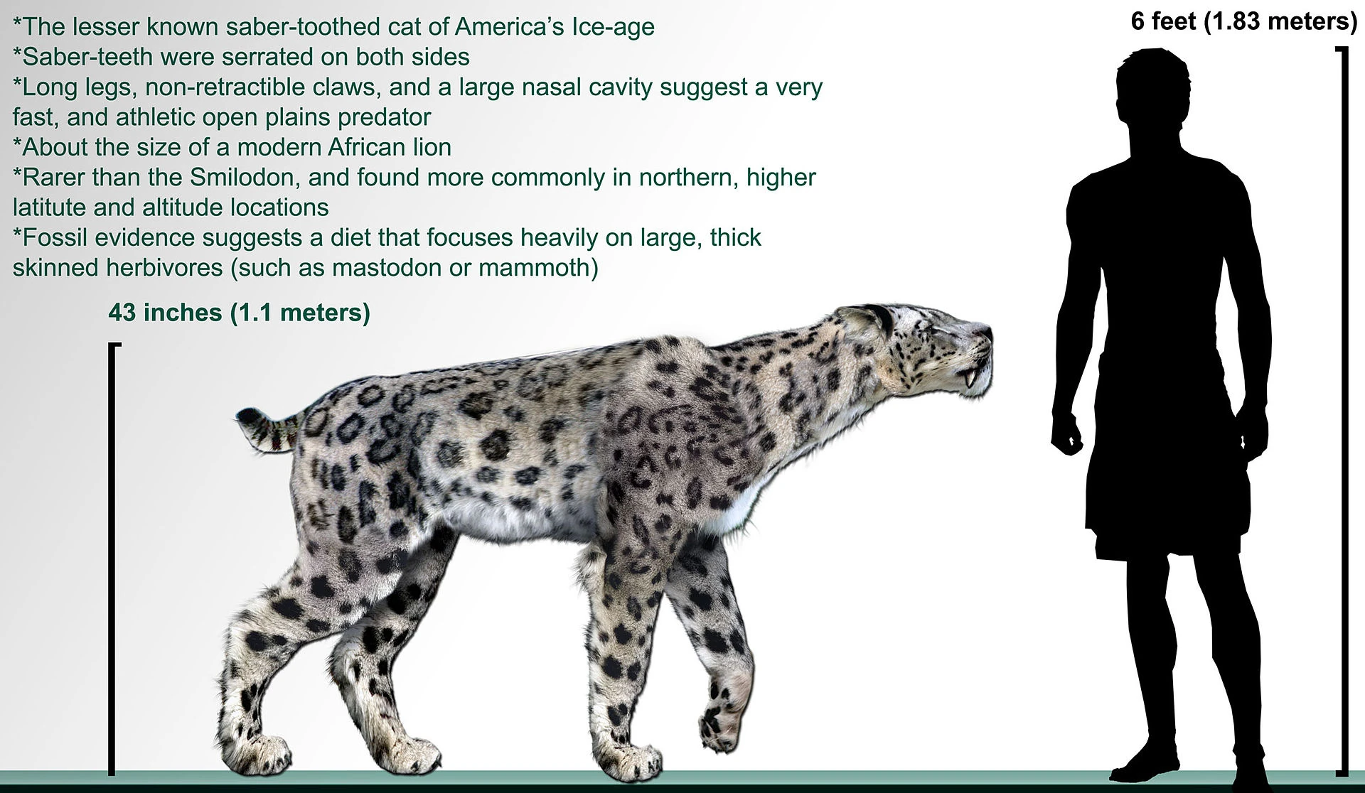 Homotherium | Dinopedia | FANDOM powered by Wikia