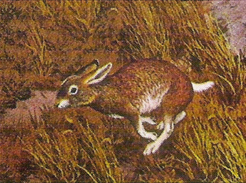 Hypolagus | Dinopedia | Fandom