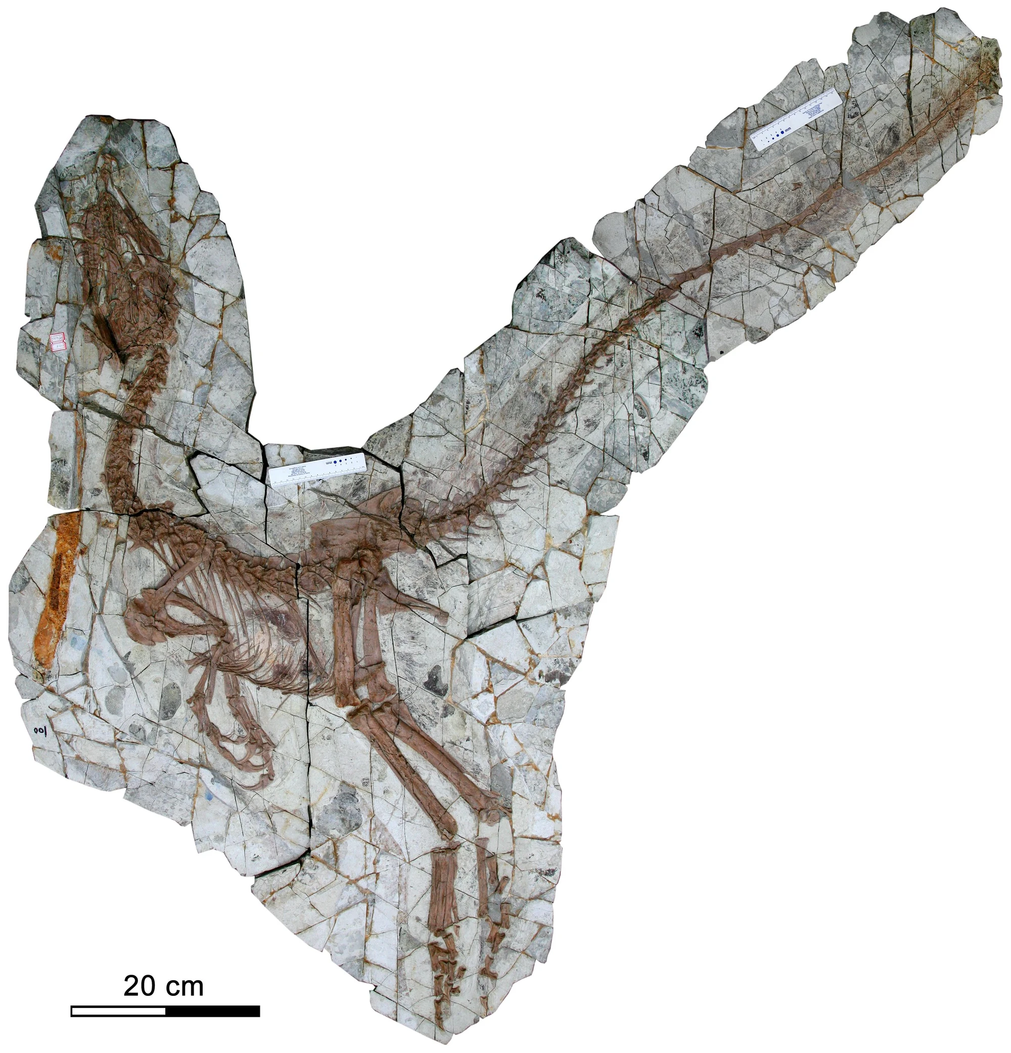 Sinocalliopteryx | Dinopedia | Fandom
