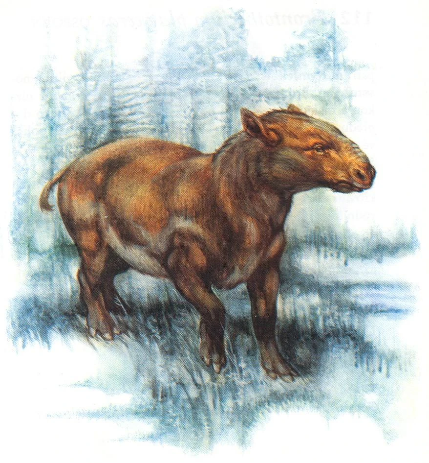 Palaeotherium | Dinopedia | FANDOM powered by Wikia