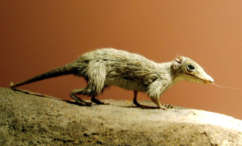 Megazostrodon | Dinopedia | Fandom