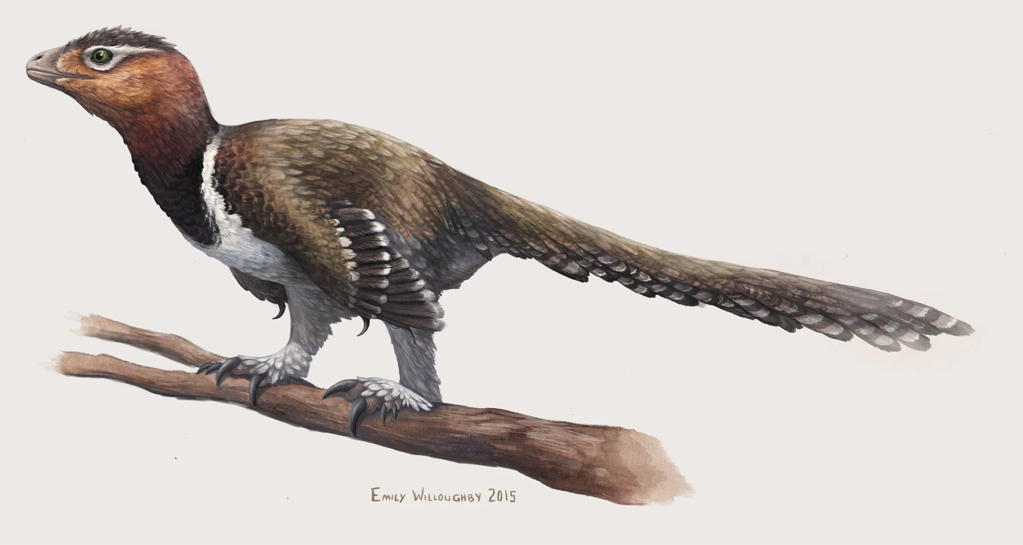 Balaur | Dinopedia | FANDOM powered by Wikia