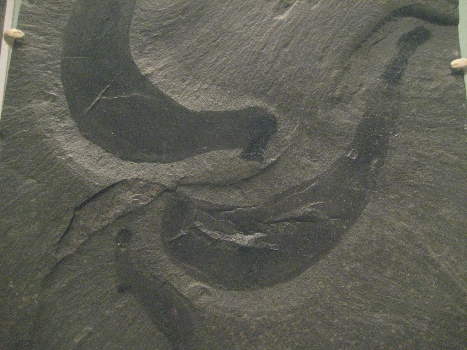 Category:Precambrian | Dinopedia | Fandom