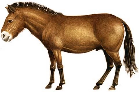 Pliohippus | Dinopedia | Fandom