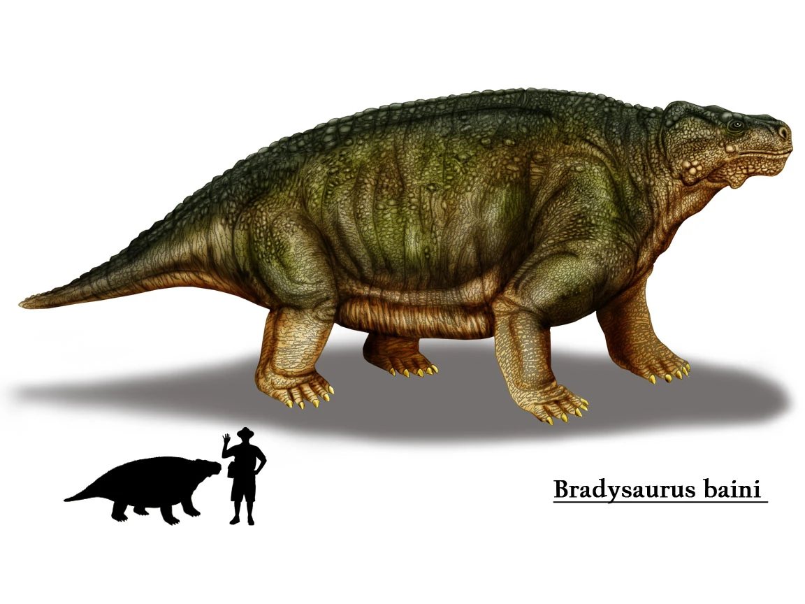 Image - Bradysaurus baini.jpg | Dinopedia | FANDOM powered by Wikia