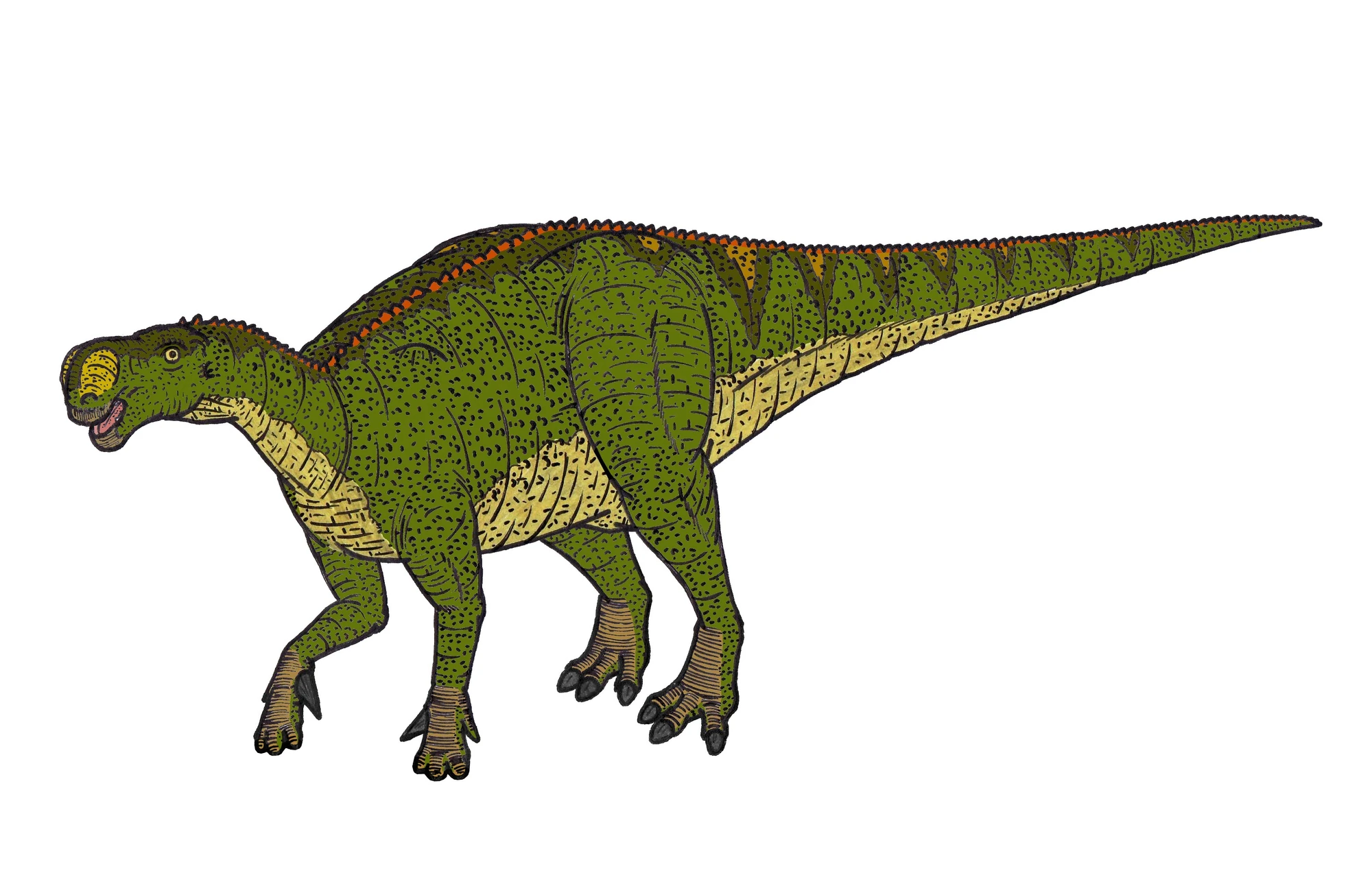 Altirhinus | Dinopedia | FANDOM powered by Wikia