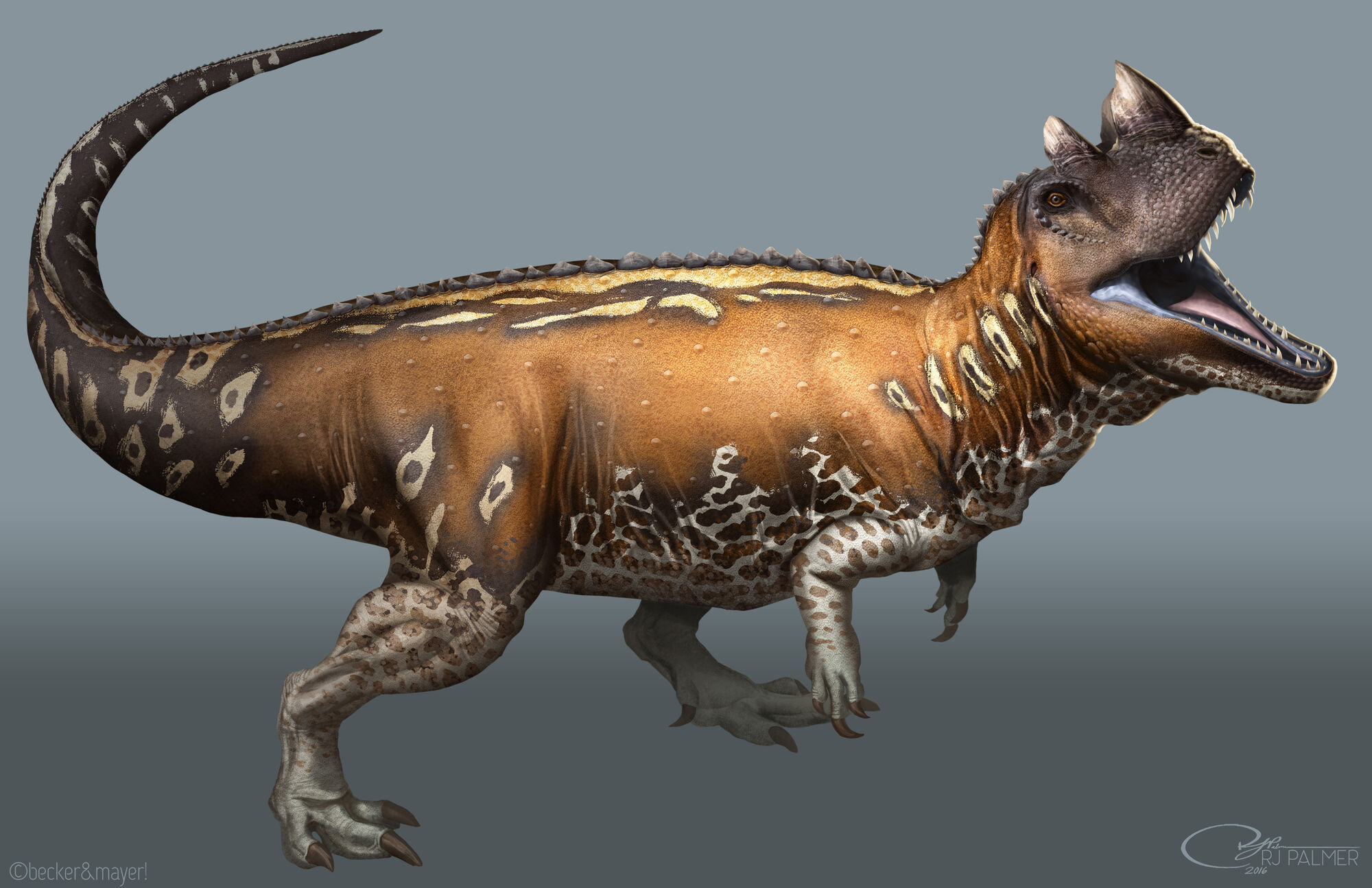 Ceratosaurus | Dinopedia | FANDOM powered by Wikia Ceratosaurus | Dinopedia | FANDOM powered by Wikia