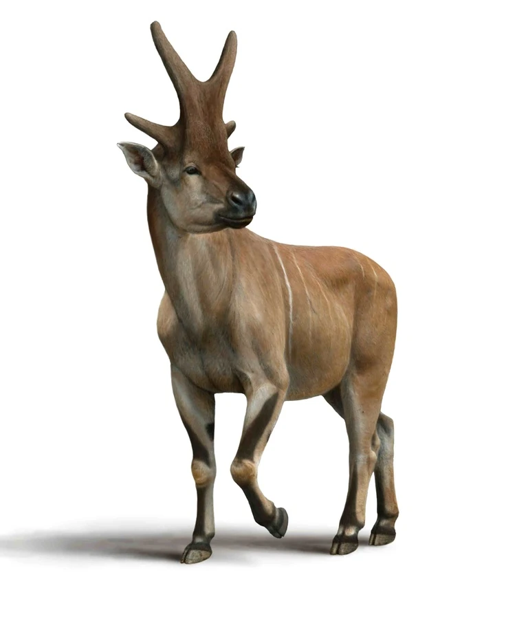 Bramatherium | Dinopedia | FANDOM powered by Wikia