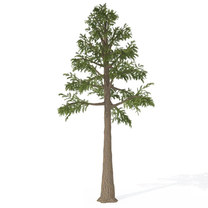 Archaeopteris | Dinopedia | Fandom