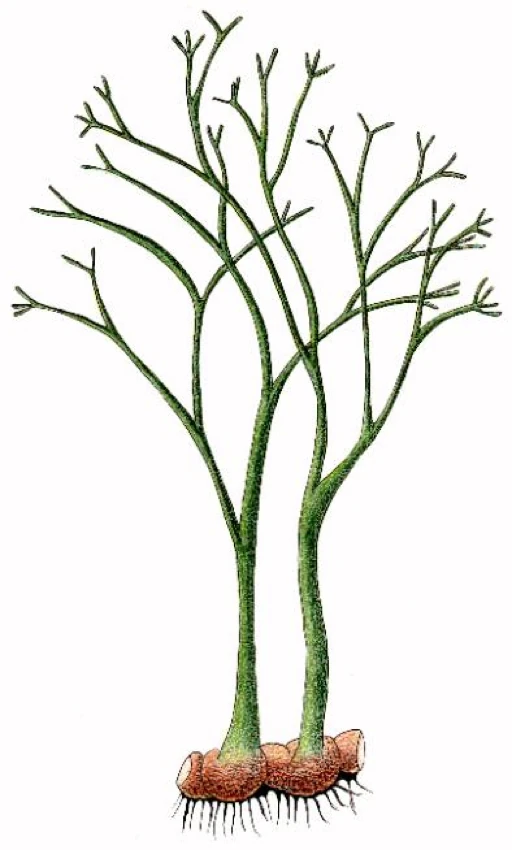 Horneophyton | Dinopedia | Fandom