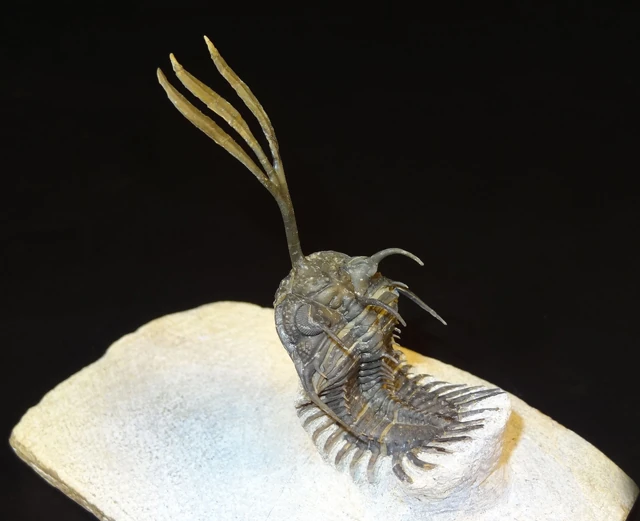 Zephyrosaurus Dinopedia Fandom Powered By Wikia