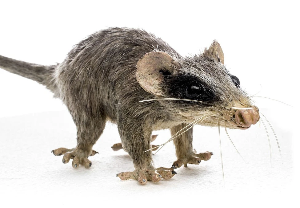 Alphadon | Dinopedia | Fandom