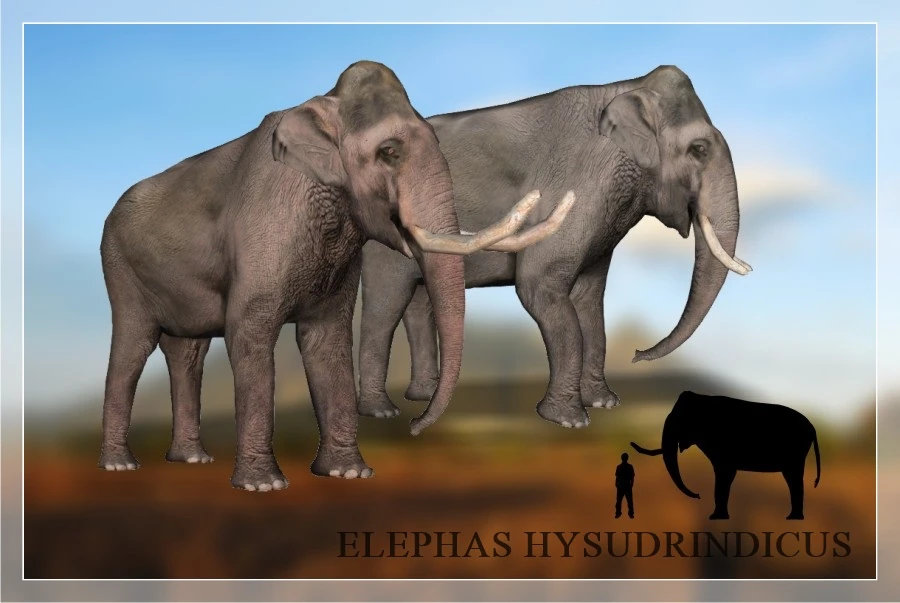 Elephas hysudrindicus | Dinopedia | Fandom
