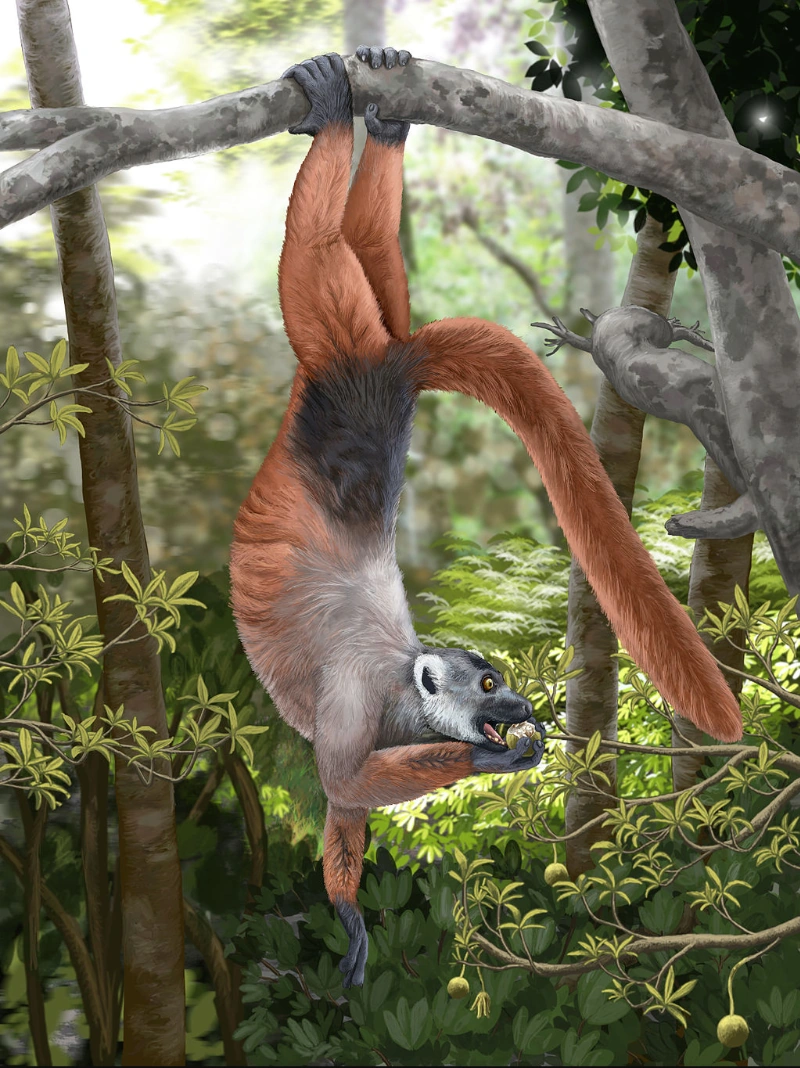 Pachylemur | Dinopedia | Fandom