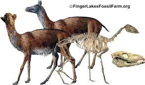 Poebrotherium | Dinopedia | Fandom