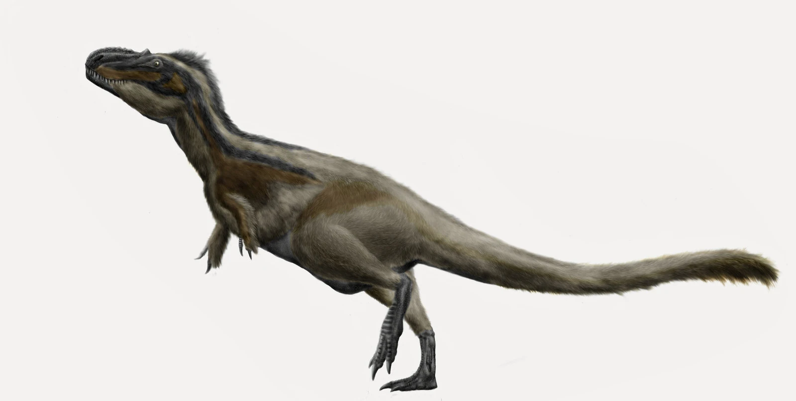 Daspletosaurus | Dinopedia | FANDOM powered by Wikia