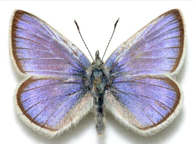 Xerces Blue Butterfly | Dinopedia | FANDOM powered by Wikia