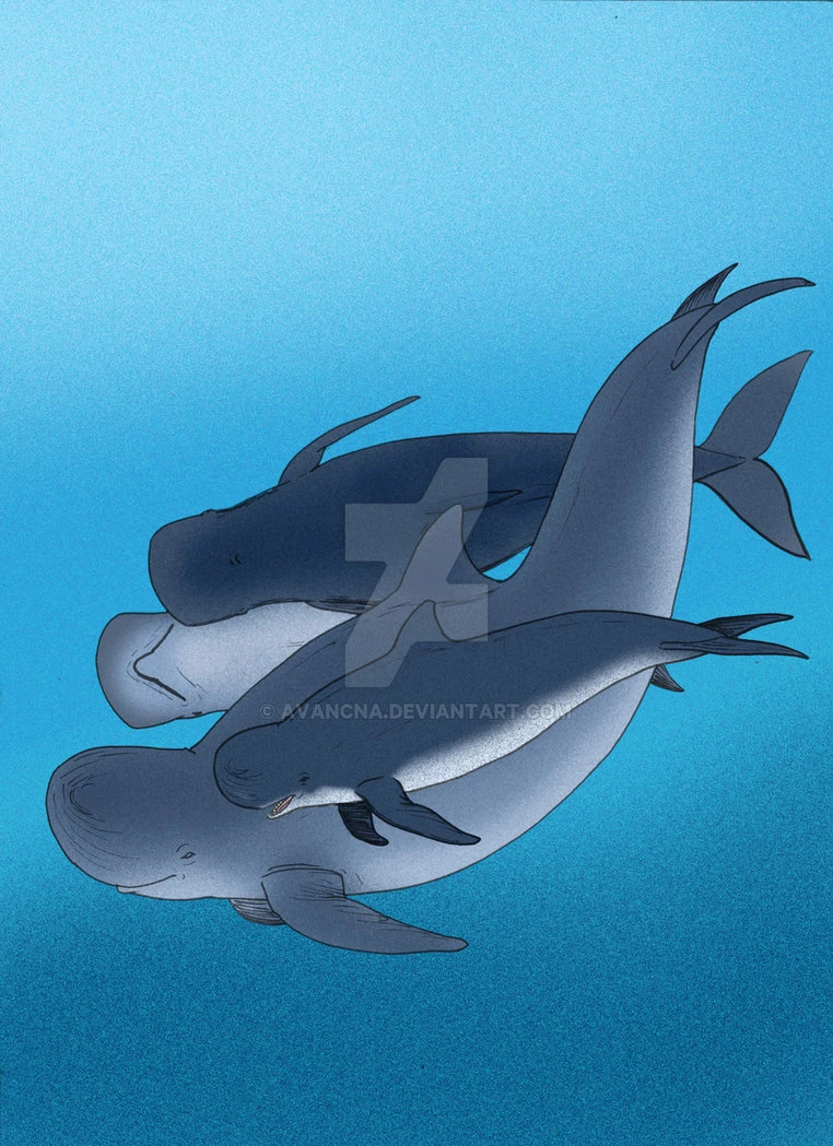 Blunt-snouted dolphin | Dinopedia | Fandom