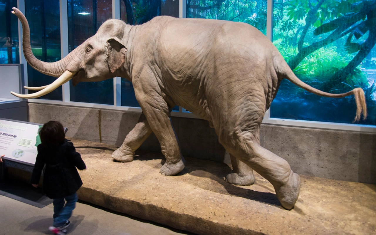 Pygmy mammoth | Dinopedia | Fandom