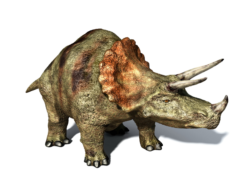 Image - Triceratops.jpg | Dinopedia | FANDOM powered by Wikia Image - Triceratops.jpg | Dinopedia | FANDOM powered by Wikia