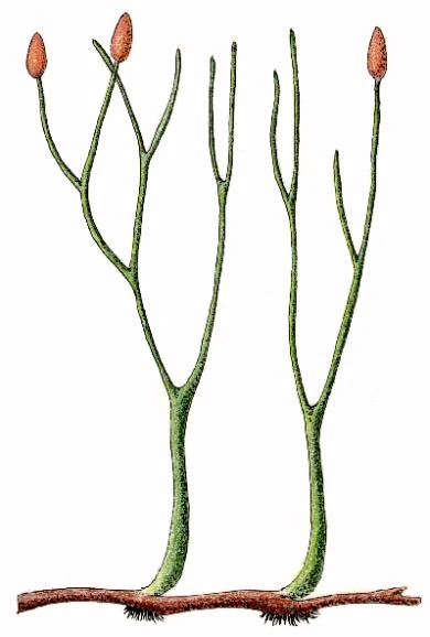 Aglaophyton | Dinopedia | Fandom