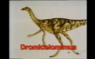 Dromiceiomimus | Dinopedia | Fandom